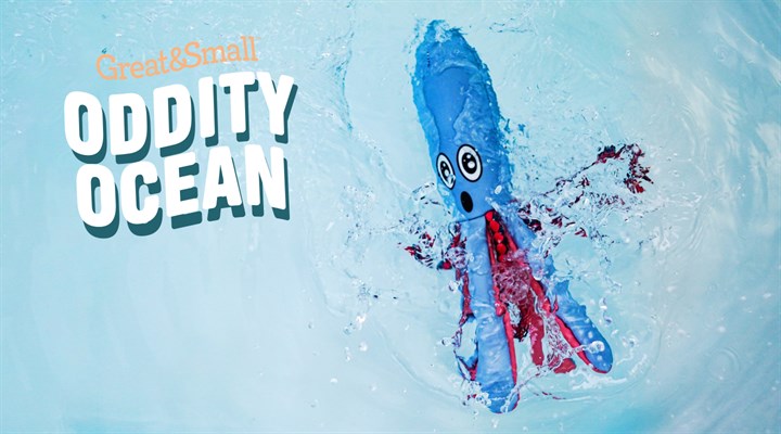 Oddity Ocean | We.Pet